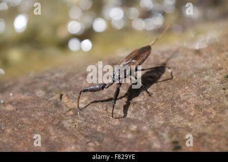 A waterscorpion (Laccotrephes pfeiferiae) by a fast flowing river in ...