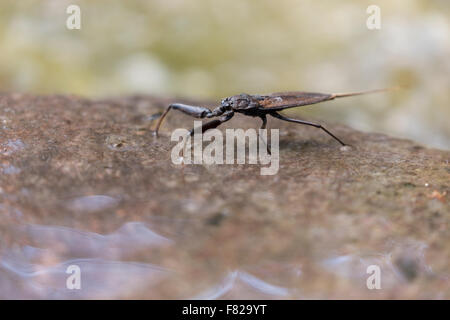 A waterscorpion (Laccotrephes pfeiferiae) by a fast flowing river in ...