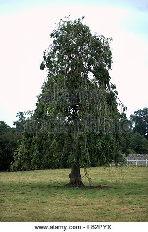 Weeping Ash (Fraxinus excelsior pendula), Oleaceae Stock Photo, Royalty ...
