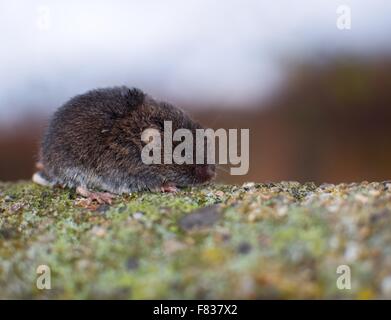 European Pine Vole (Microtus subterraneus) trapped in glove Stock Photo ...