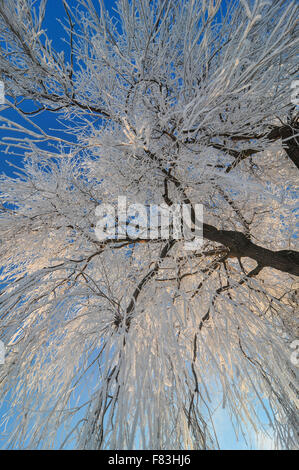 Winter in the Netherlands with withe trees through the snow and the sun ...