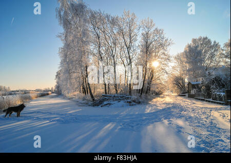 Winter in the Netherlands with withe trees through the snow and the sun ...