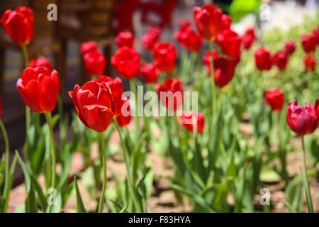Spring flowers tullips on the big clumb Stock Photo - Alamy