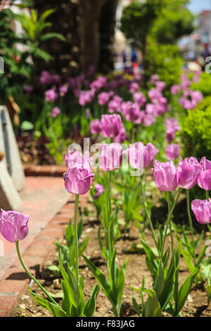 Spring flowers tullips on the big clumb Stock Photo - Alamy