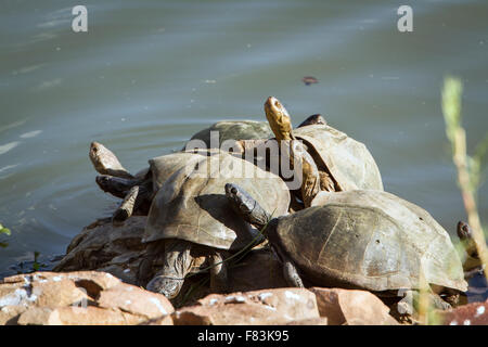 A small angulate tortoise (Chersina angulata) in natural habitat, South ...