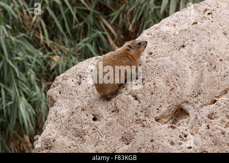 Hyrax This rodent looking animal lives in Ein Gedi in Israel Stock ...