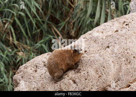 Hyrax This rodent looking animal lives in Ein Gedi in Israel Stock ...