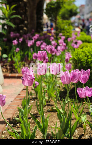 Spring flowers tullips on the big clumb Stock Photo - Alamy