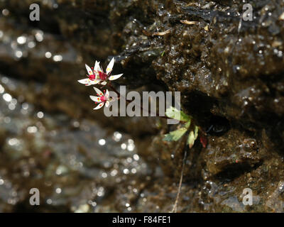 Starry Saxifrage Saxifraga stellaris growing on the slopes of Mount ...