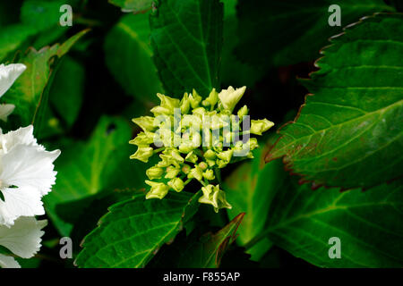 Pink mophead hydrangea plant starting to flower, you can see green ...
