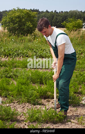 Man digging up vegetables on a garden, his legs and a spade in focus ...
