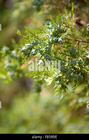 Small green cones of the thuja tree against the background of juicy and ...