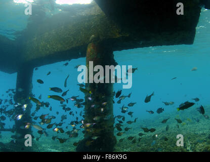 Underwater picture of a lot of sea fish swimming Stock Photo - Alamy
