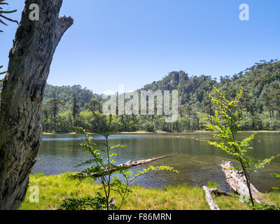 Pehuen trees near Pucon, Monkey Puzzle, Cani Nature Reserve Stock Photo ...