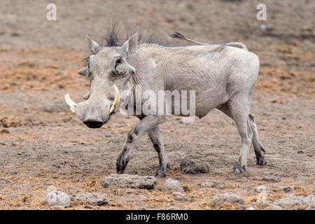 The Common Warthog -Phacochoerus Africanus- a wild member of the Pig ...