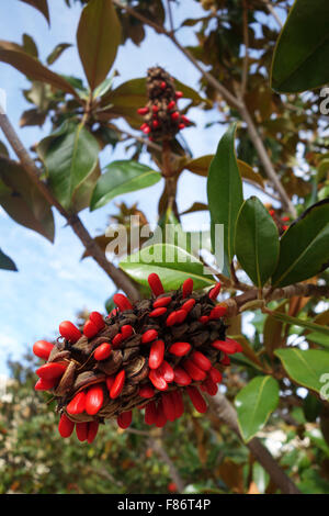 Magnolia grandiflora seed cone Stock Photo - Alamy