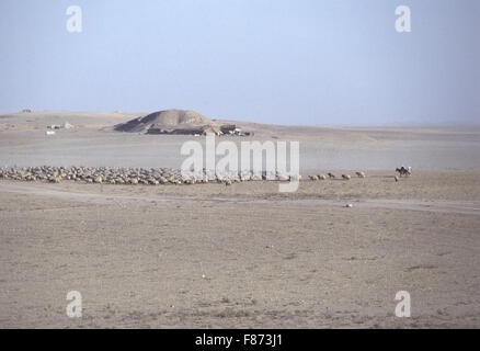 Nimrud, Iraq - A flock of sheep grazing on the Nineveh plains as seen ...