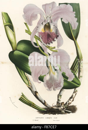 Ruby-lipped cattleya orchid, Cattleya labiata (var. candida ...