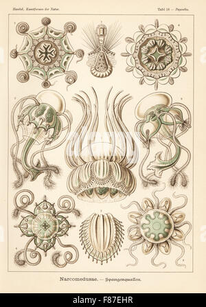 Narcomedusae jellyfish: Pegantha pantheon 1,2, Aeginura grimaldii 3 ...