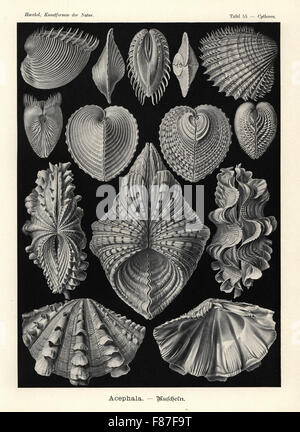Heart cockle shell Stock Photo - Alamy