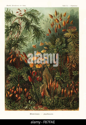 Sphagnum moss illustration Stock Photo - Alamy