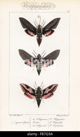 Spurge hawk-moth, Hyles euphorbiae, grayling, Hipparchia semele ...