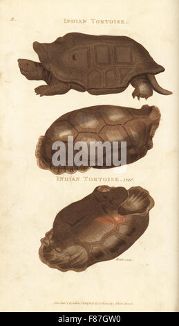 Saddle-backed Rodrigues giant tortoise, Cylindraspis vosmaeri. Hunted ...