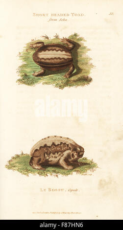 Indian burrowing frog (Sphaerotheca breviceps (short-headed toad, Rana ...
