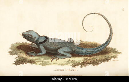 Green thornytail iguana, Uracentron azureum (azure lizard, Lacerta ...