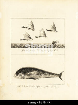 Flying fish Exocoetus Stock Photo - Alamy