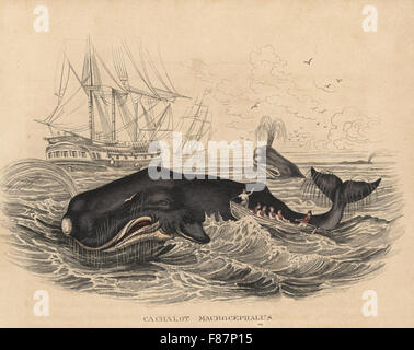 sperm whale or cachalot skull, anonym 1882 Stock Photo - Alamy