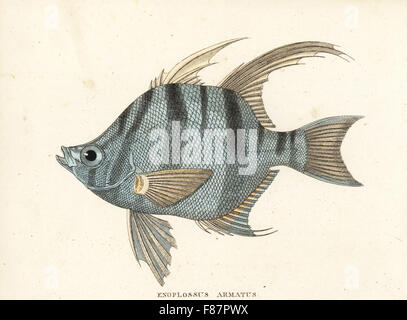 Enoplosus armatus, old wife Stock Photo - Alamy