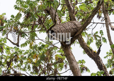 African redwood (Hagenia abyssinica), Bale Mountains National Park ...