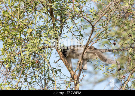 A Grivet's Monkey in a tree at Awash National Park in Ethiopia Stock ...