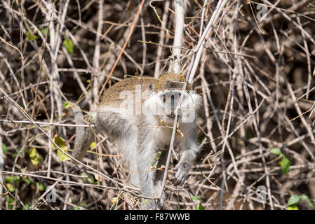 A feeding Grivet's Monkey in a tree at Awash National Park in Ethiopia ...