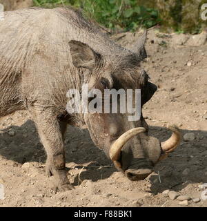 A closeup of a common warthog, Phacochoerus africanus. Pilanesberg ...