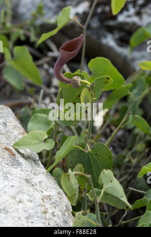 Andalusian Dutchman's pipe (Aristolochia baetica) Quinta do Lago part ...