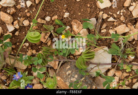 Large Disc Medick (Medicago orbicularis) seed pod, coloured scanning ...