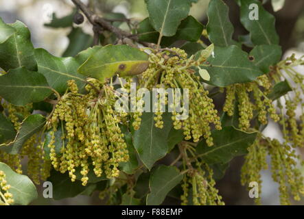 holm oak, evergreen oak (Quercus ilex), evergreen oak, Greece Stock ...