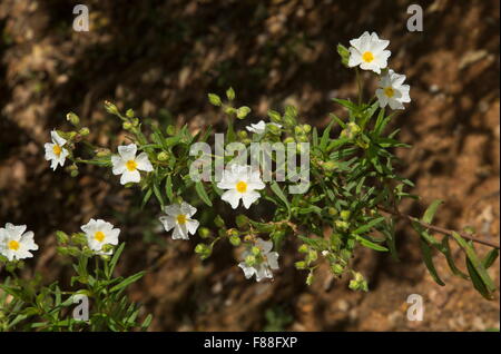 Montpelier cistus, Cistus monspeliensis in flower, mediterranean ...