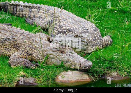 Nile crocodiles (Crocodylus niloticus) at The Giraffe House Wildlife ...