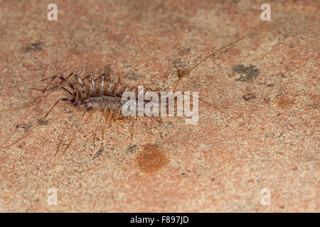 House centipede, Spinnenläufer, Spinnenassel, Spinnen-Läufer, Spinnen ...