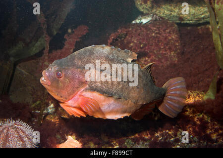 lumpsucker, lumpfish, hen-fish, henfish, sea hen (Cyclopterus lumpus ...