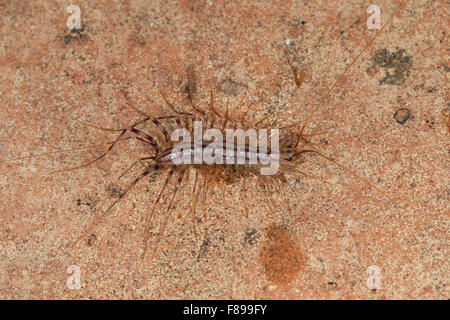 House centipede, Spinnenläufer, Spinnenassel, Spinnen-Läufer, Spinnen ...