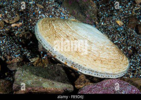 Atlantic Deep-sea scallop underwater in the St. Lawrence River in ...