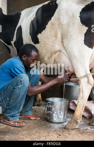ZAMBIA, Monze, cooperative Monze Dairy Farmers, cow milking at milk cow ...