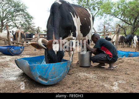 ZAMBIA, Monze, cooperative Monze Dairy Farmers, cow milking at milk cow ...