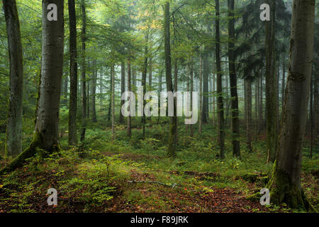 4 seasons beech tree Bavarian forest Bavaria Germany Europe. See Stock ...