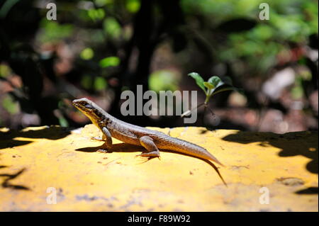 Common grey lizard Stock Photo - Alamy
