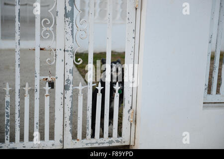 A mutt dog behind a fance in a low income neighborhood in the town of ...